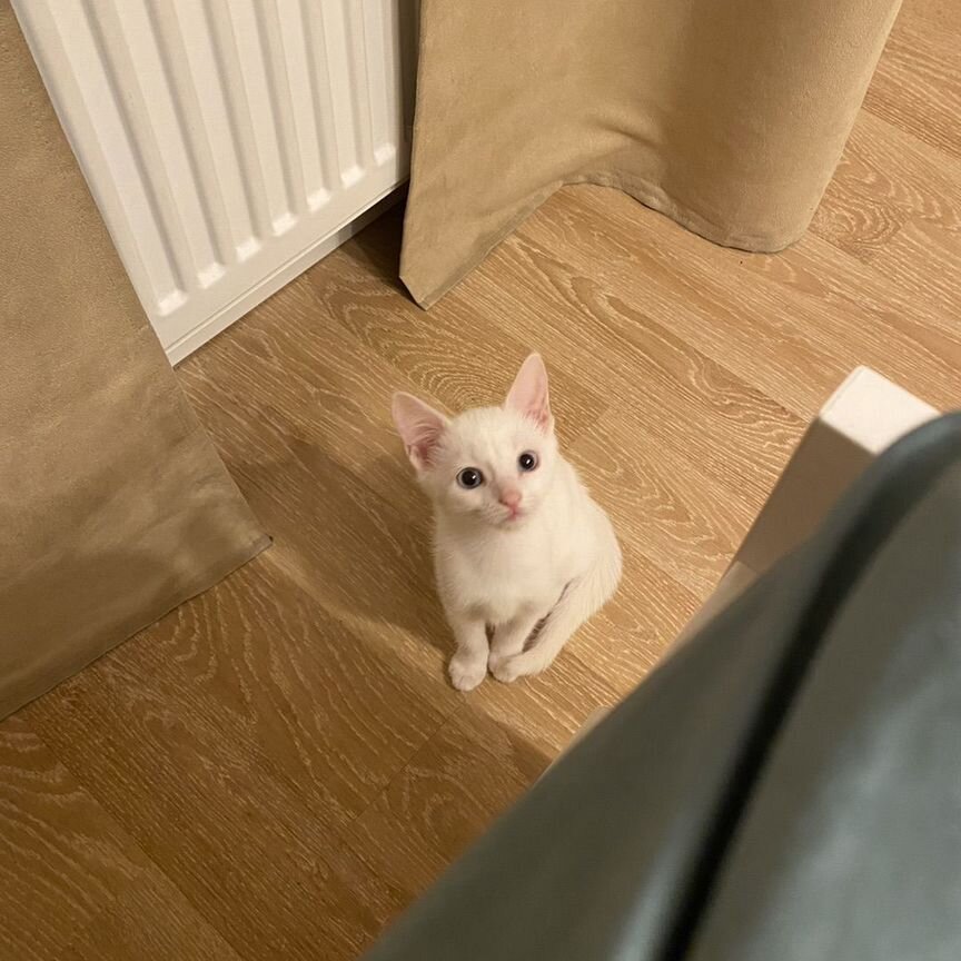 Котенок