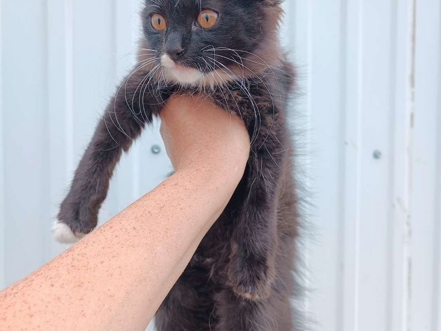 Ласковая красотка