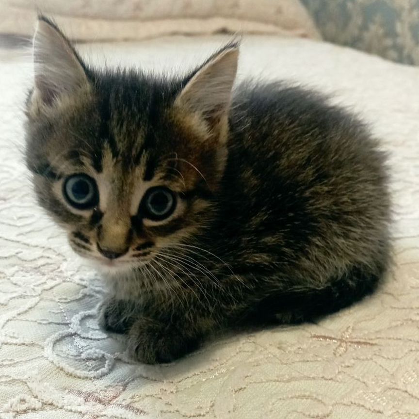 Котёнок от европейской гладкошерстной кошки