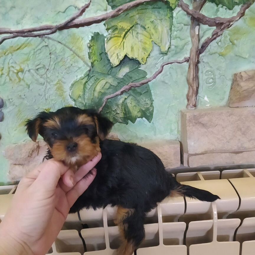 С Р О Ч Н О девочка Йоркширский терье