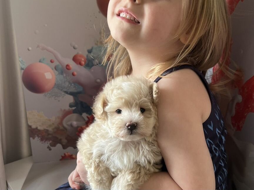 Мальтипу Ф1 мини мальчик