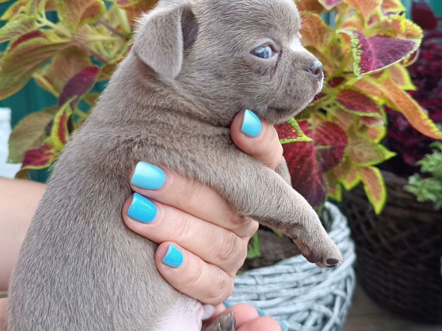 Лиловые красавчики