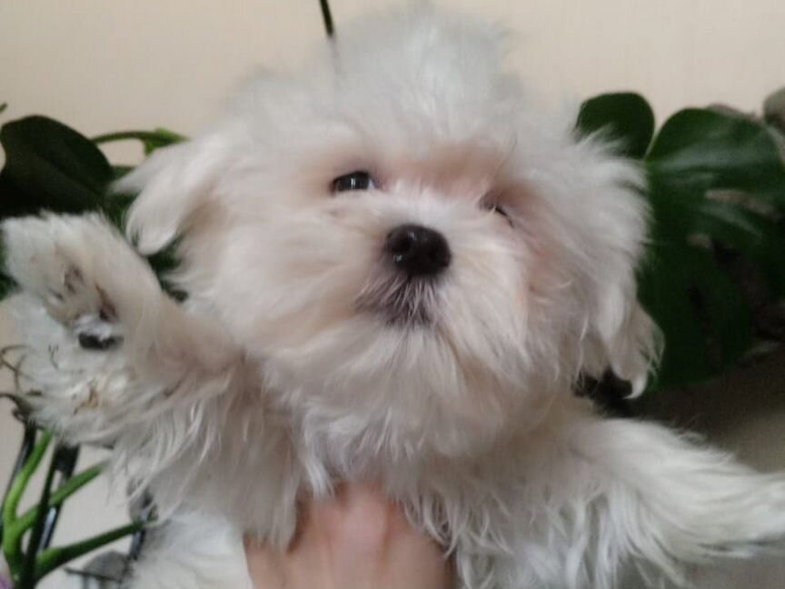 Мальтезе кобель