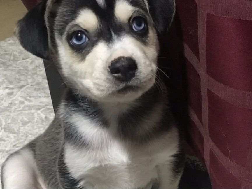 Щенки Сибирской хаски мальчики