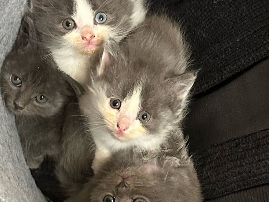 Котята в добрые руки приучены к лотку