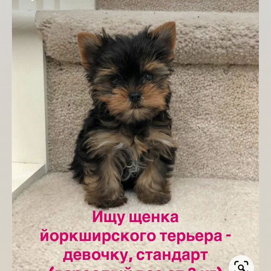 Ищу щенка Йоркширский терьер девочку стандарт