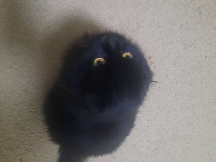 Вислоухий чёрный кот