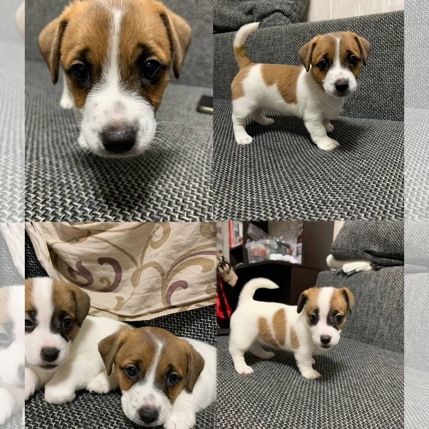 Джек-рассел-терьер, щенок