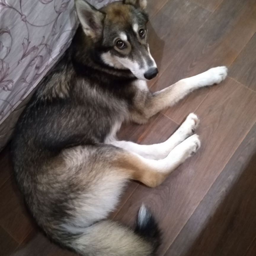 Хаски либо помесь с хаски