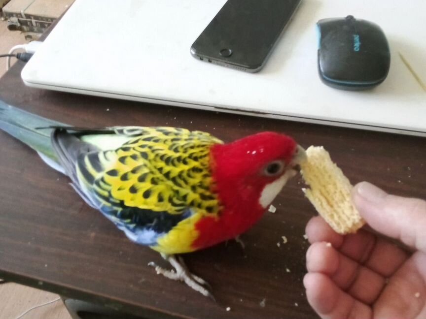 Птенцы розеллы