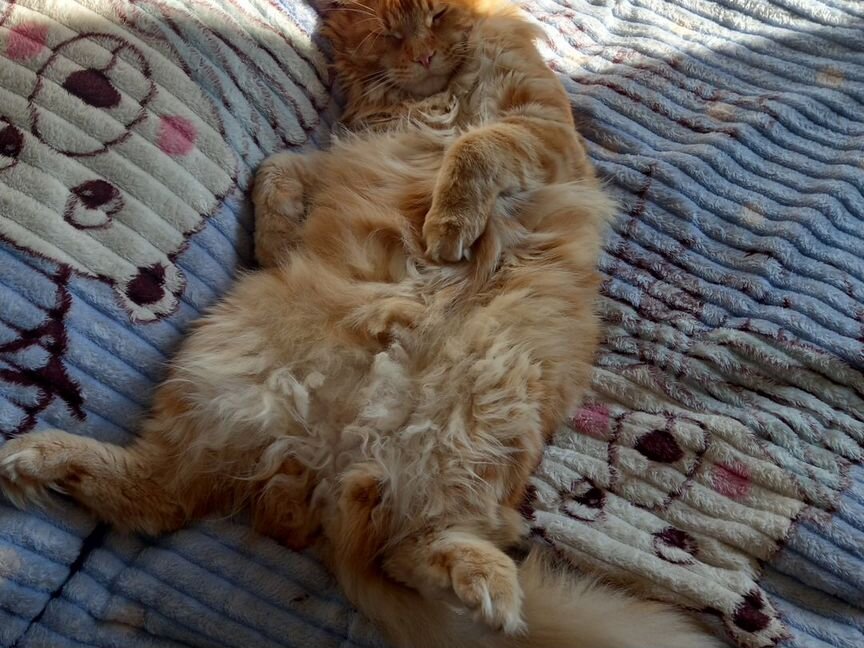 Кот мейн-кун