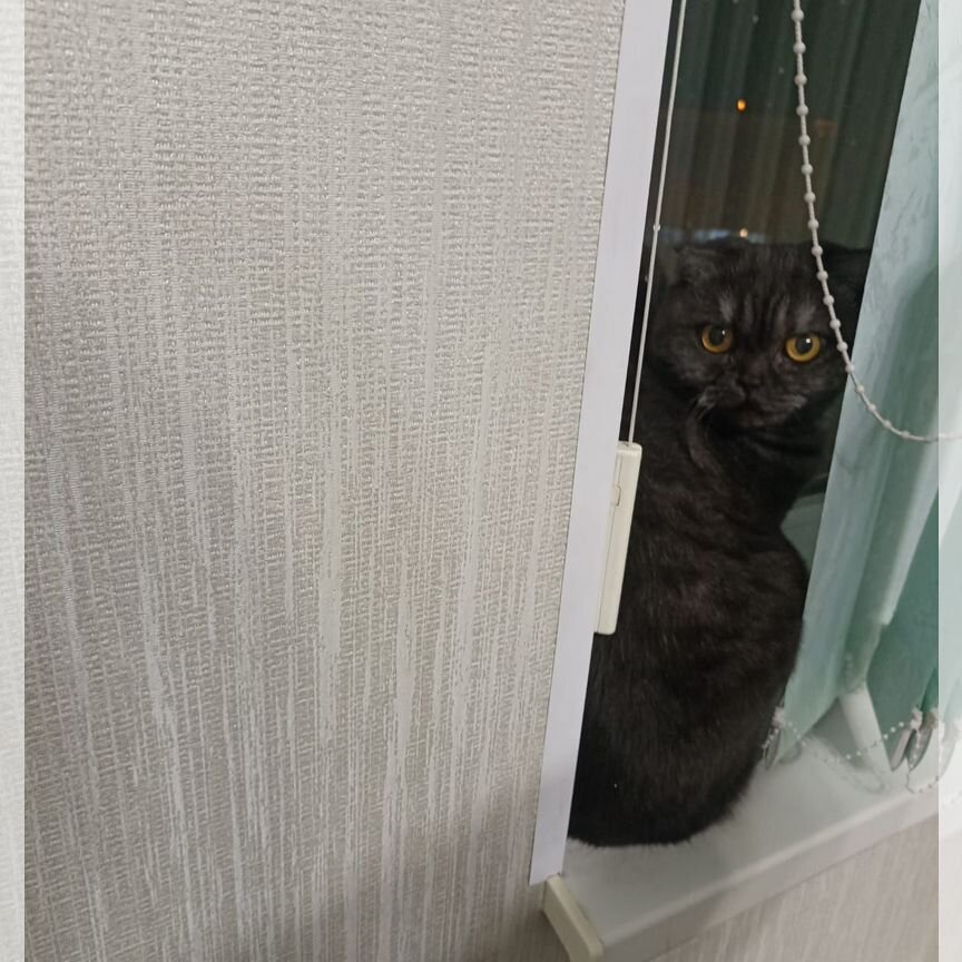 Шотландская вислоухая короткошёрстная кошка, взрослая