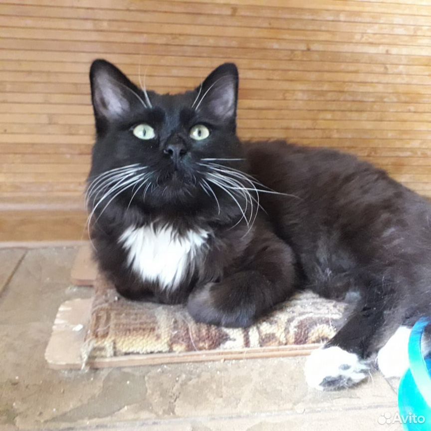 Котик в добрые руки