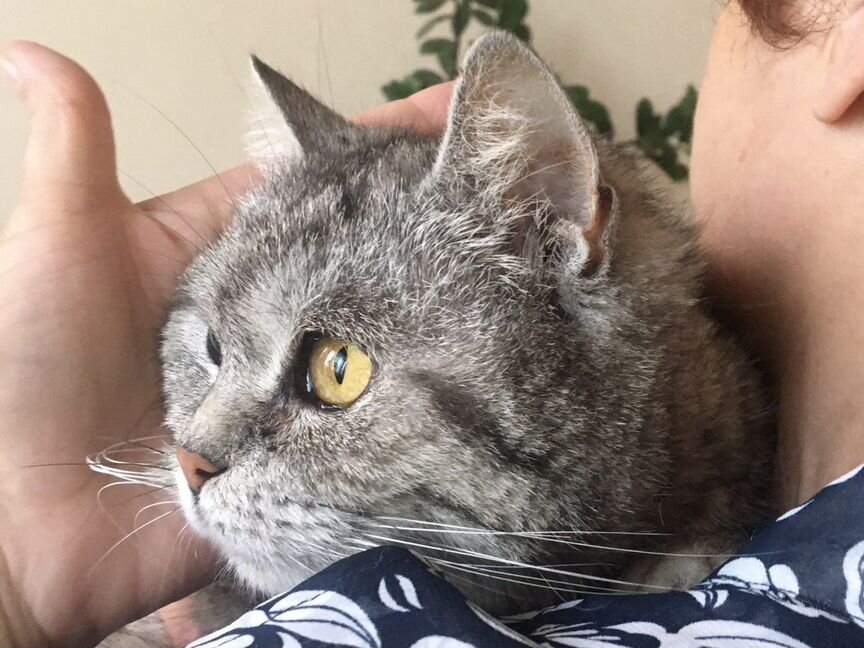 Кошечка спасена с улицы