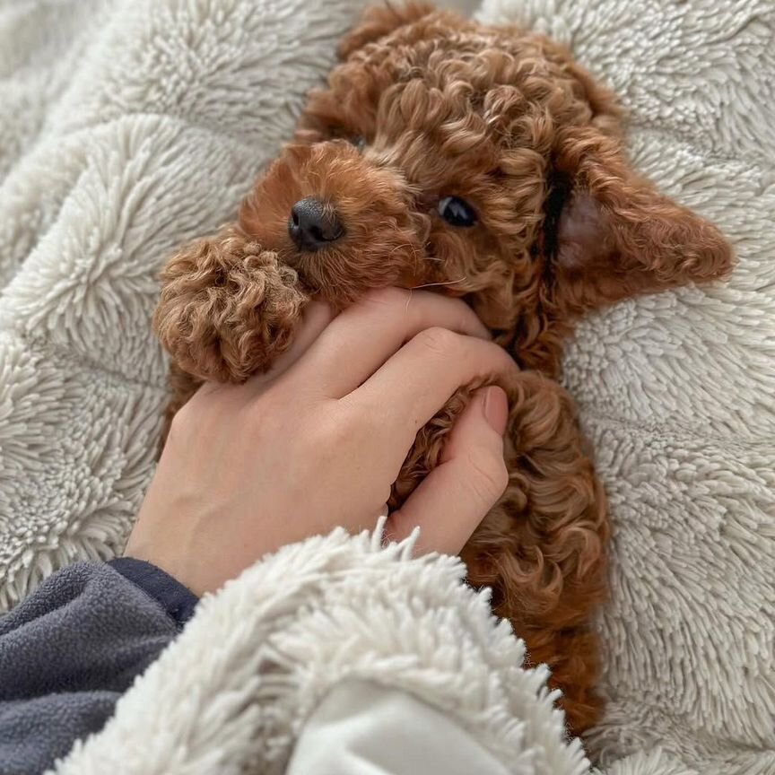 Той-пудель, щенок