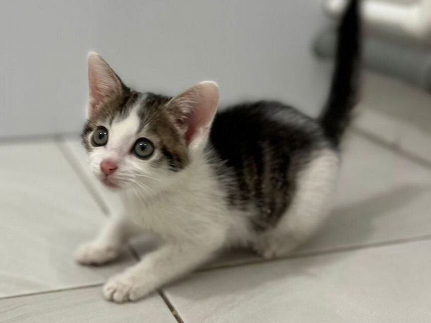Котенок Енотик