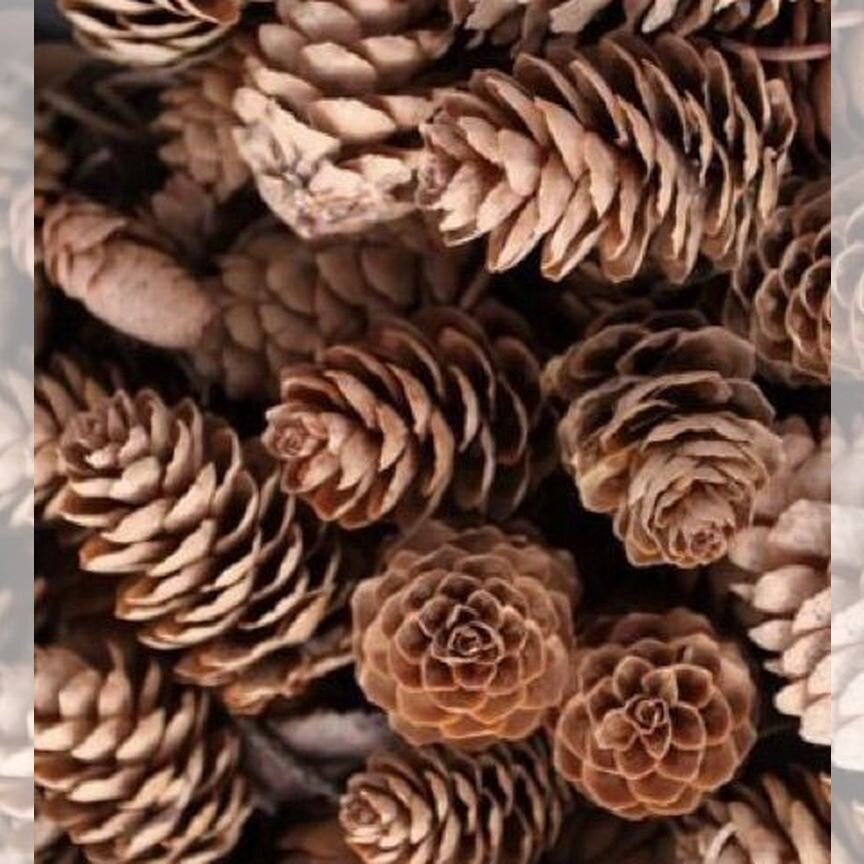 Шишки еловые опт