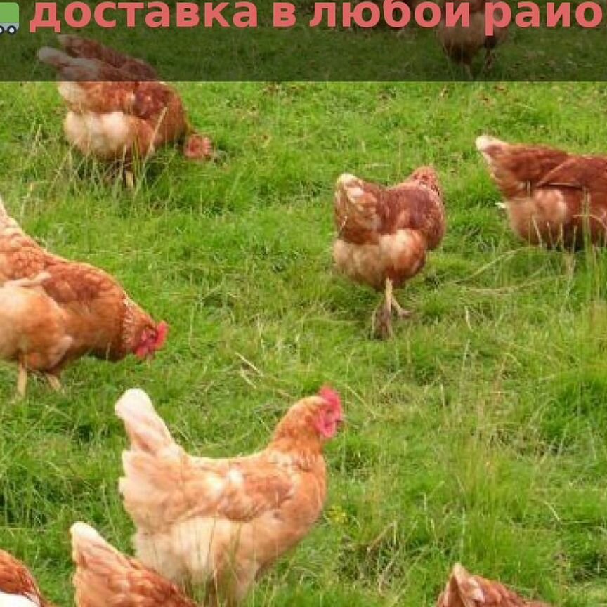 Куры несушки продам