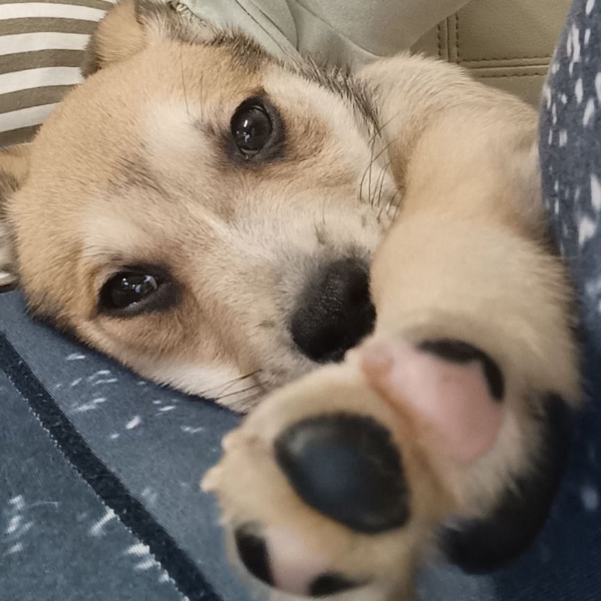 Щенок в добрые руки