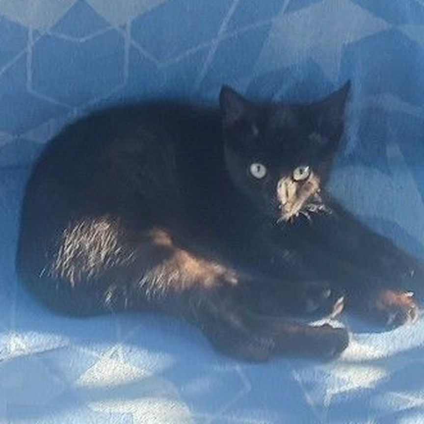 Отдам в добрые руки котёнка- подкидыша