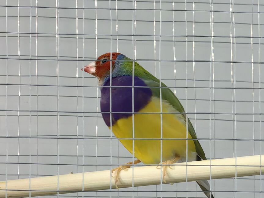 Амадина Гульда