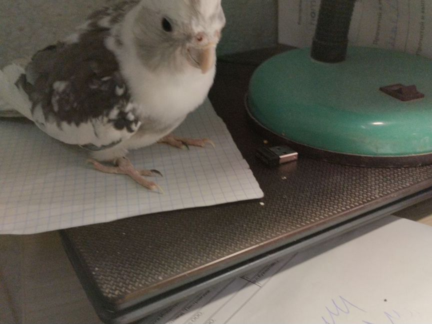 Попугай корелла