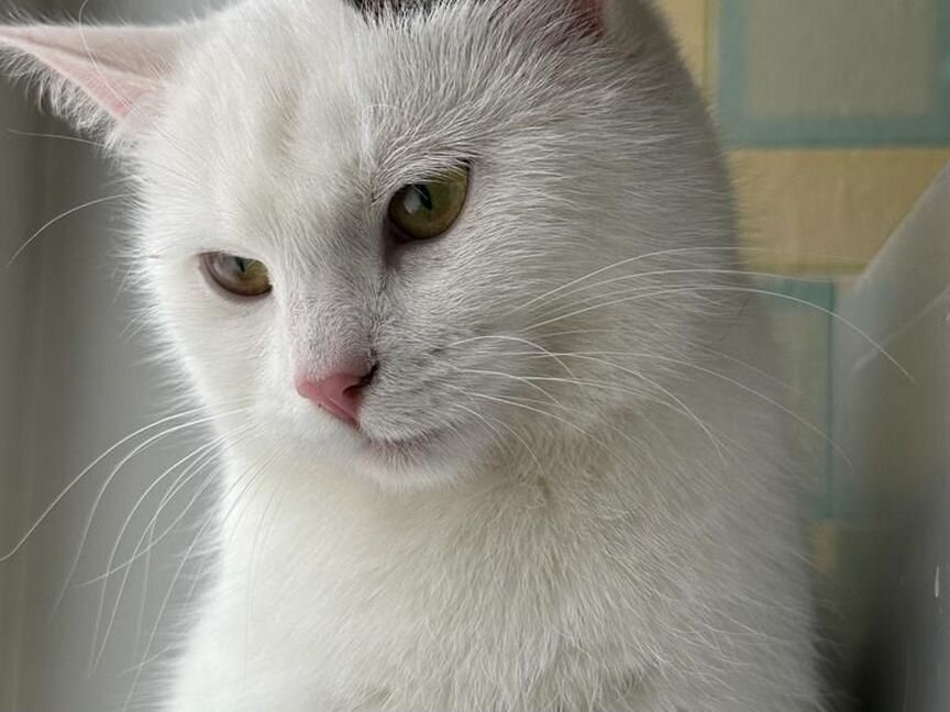 Белая кошка