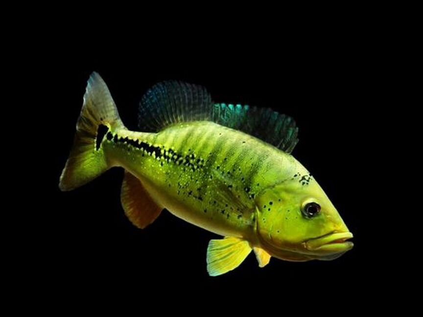 Цихла мелани