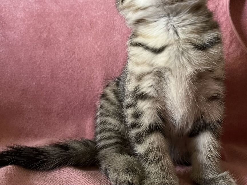 Шотландские котята скотиш страйт