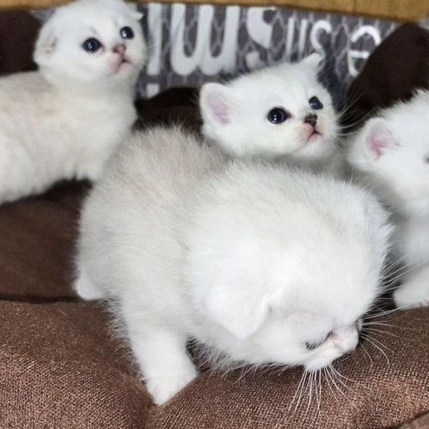 Шотландская