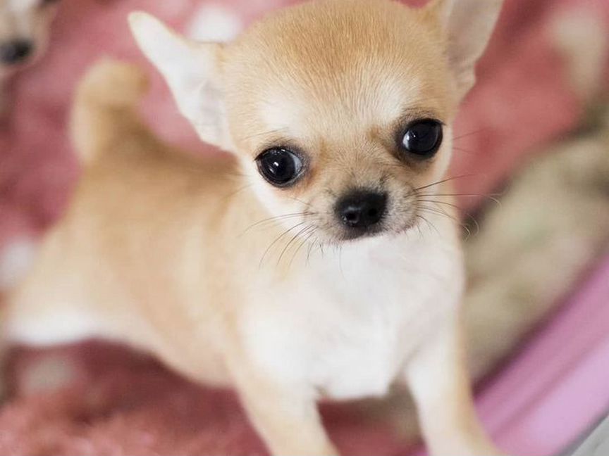 Щенки чихуахуа