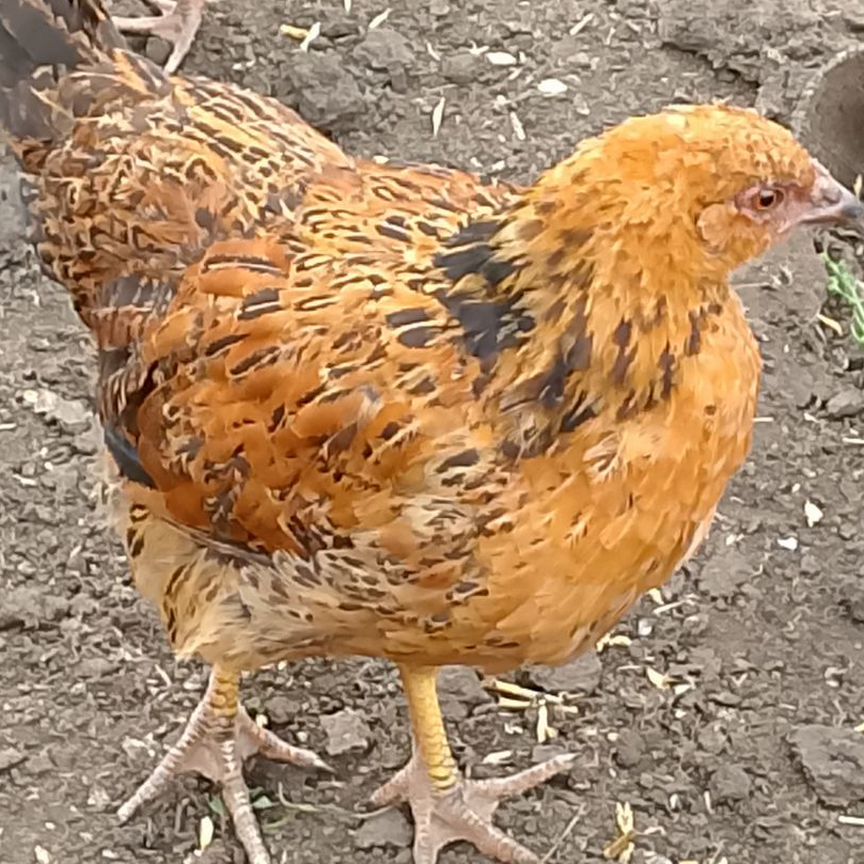 Молодые курочки