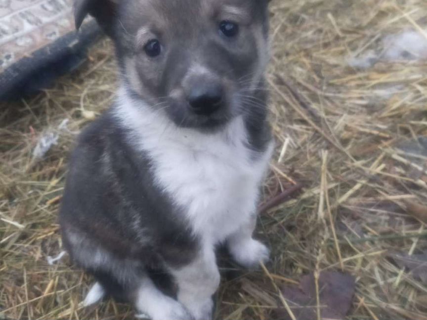 Собака в добрые руки отдам бесплатно