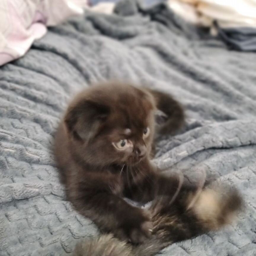 Шотландская вислоухая