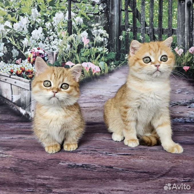 Коротколапые и длиннолапые скоттиш килт