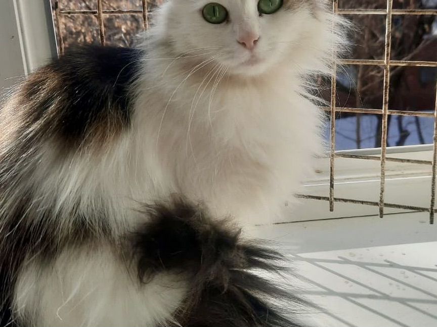 Кошечка в добрые руки