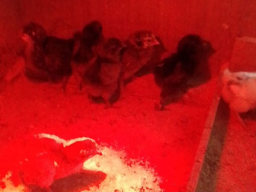 Цыплята, от кур несушек. Возраст 1 неделя. 6 штук