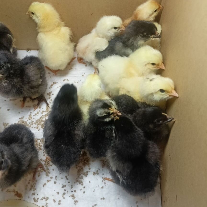 Цыплята несушки