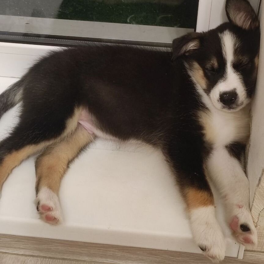 Австралийская овчарка, щенок