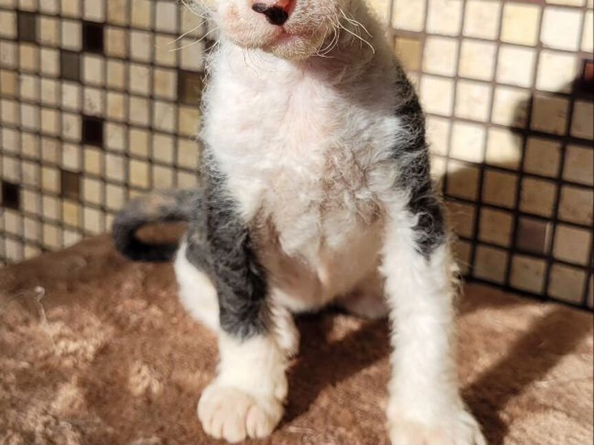 Донской сфинкс котята: браш, велюр и лысики