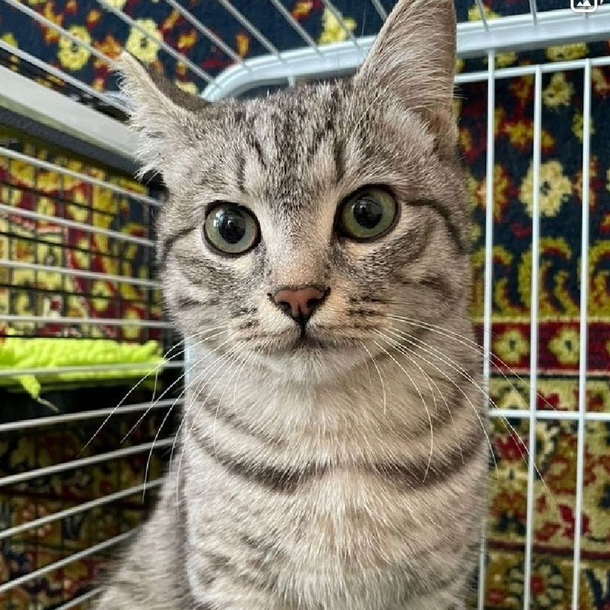 Котёнок в добрые ручки