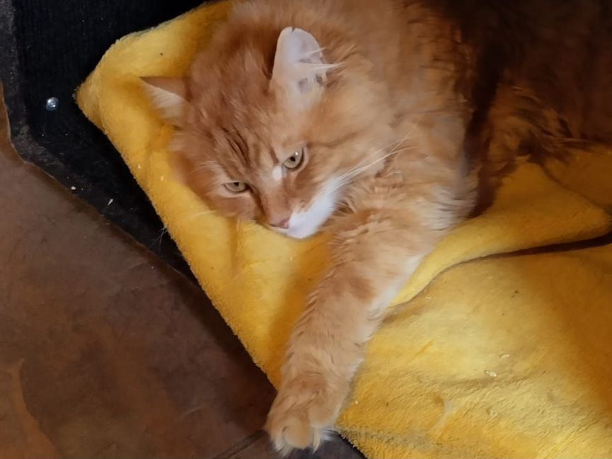 Котик ищет дом