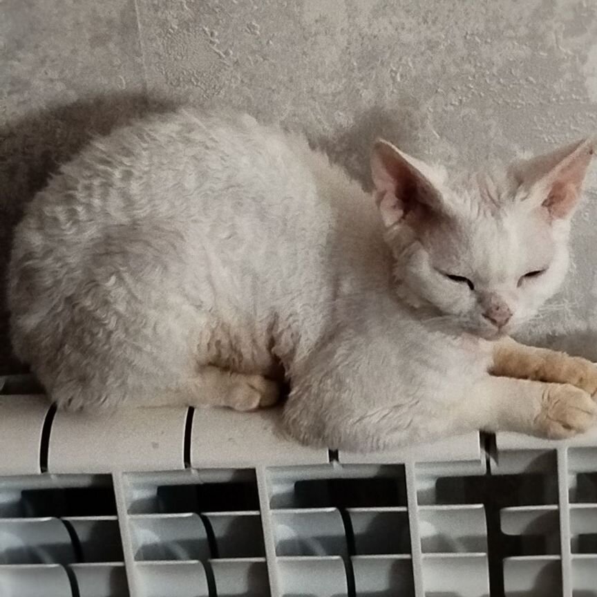 Девон-рекс, взрослый кот