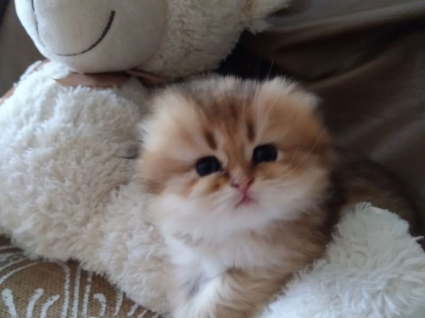 Шотландские котята