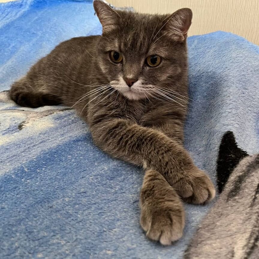 Отдам кота в добрые руки