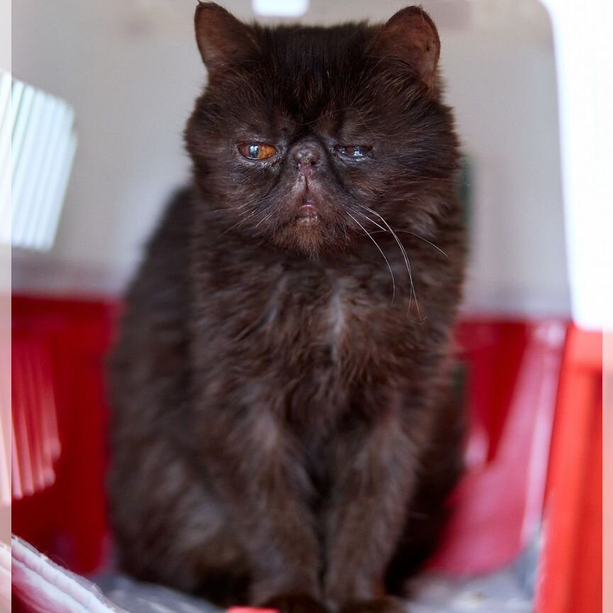 Взрослый кот в добрые руки