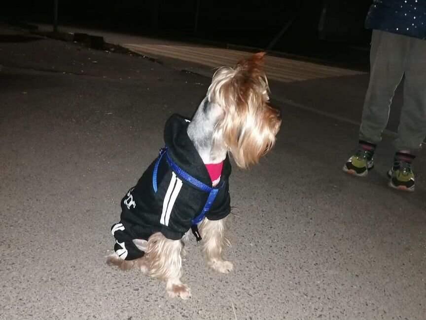 Йорк стандарт мальчик