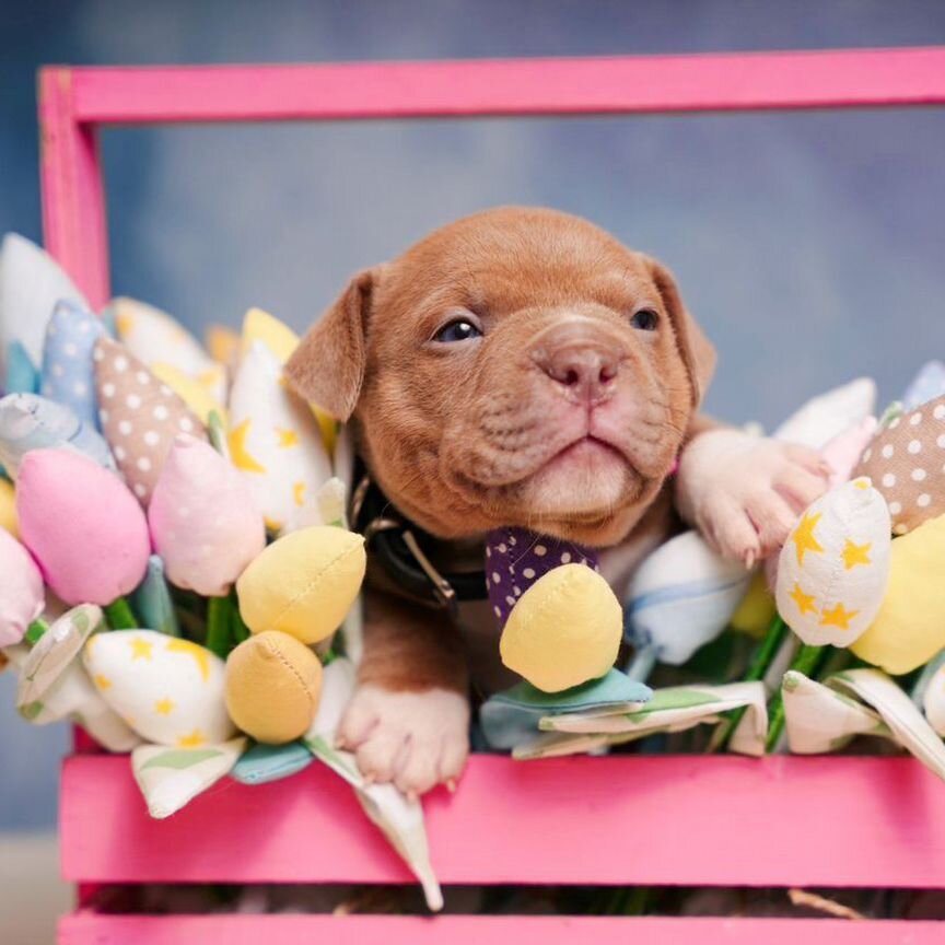 Американский булли