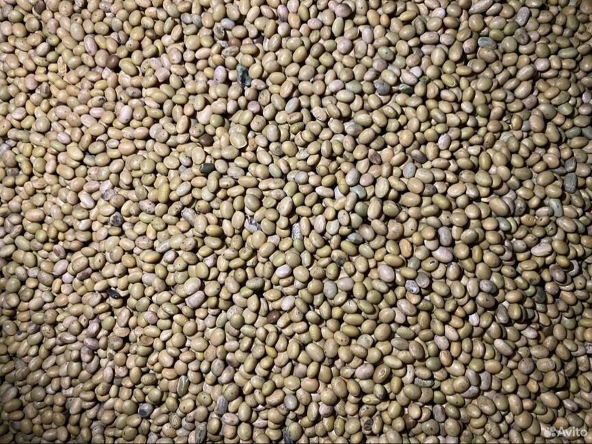 Соя для корма