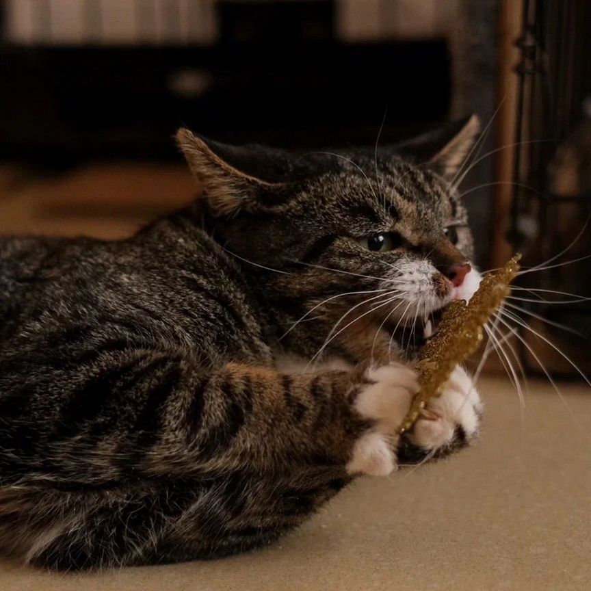 Арчи из приюта ищет любящий дом